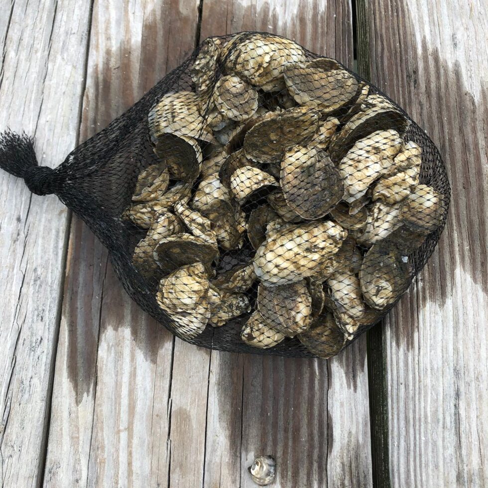 Spat | Oyster Gardening LLC